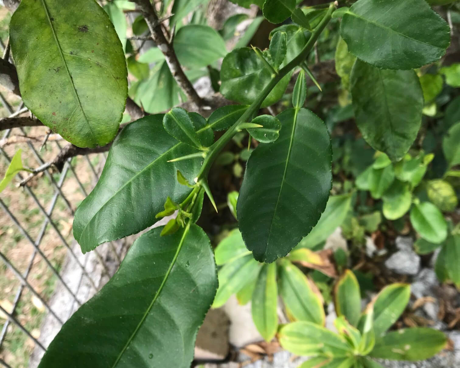 Limau Purut - Jelatok Retreat Farm