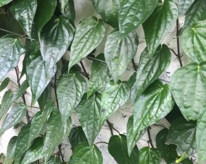 Sirih - Jelatok Retreat Farm