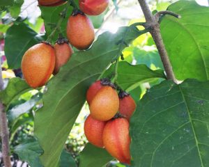 Peanut Butter Tree - Jelatok Retreat Farm