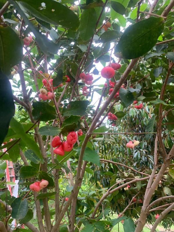 Jambu Air / Watery Rose Apple - Jelatok Retreat Farm